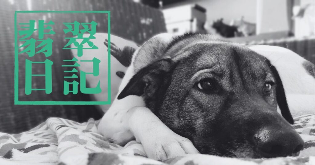 待ち構える | 犬と眼鏡