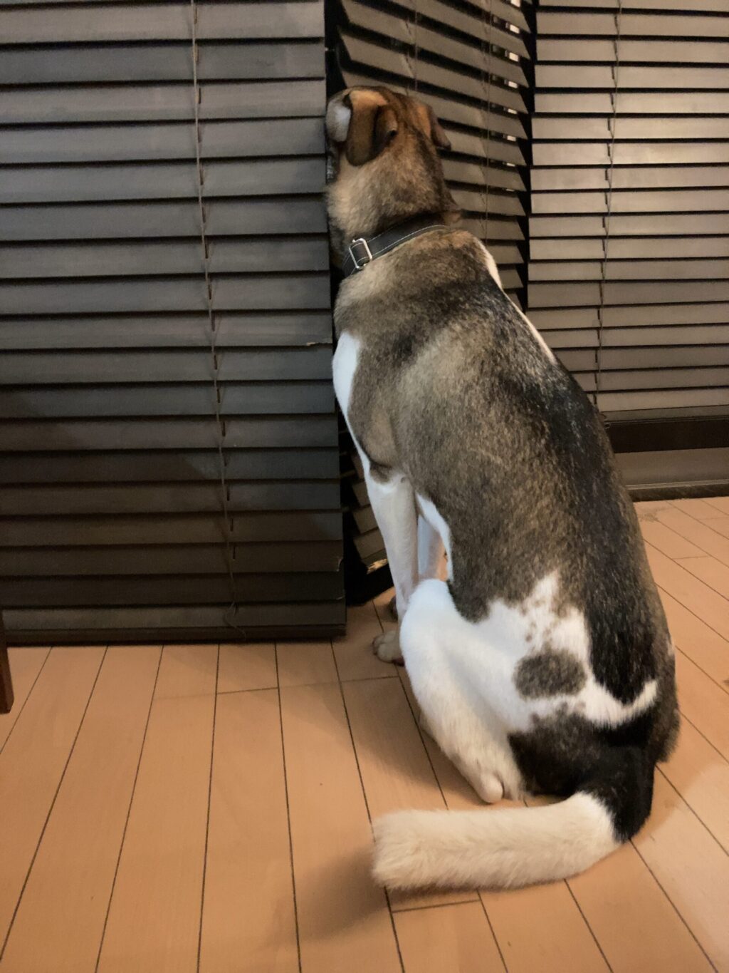 埋まる | 犬と眼鏡