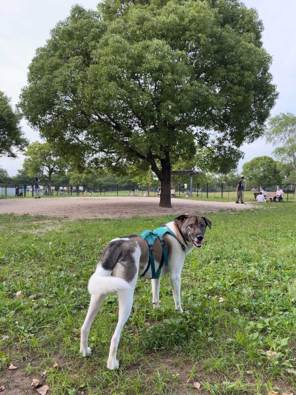 笑う | 犬と眼鏡