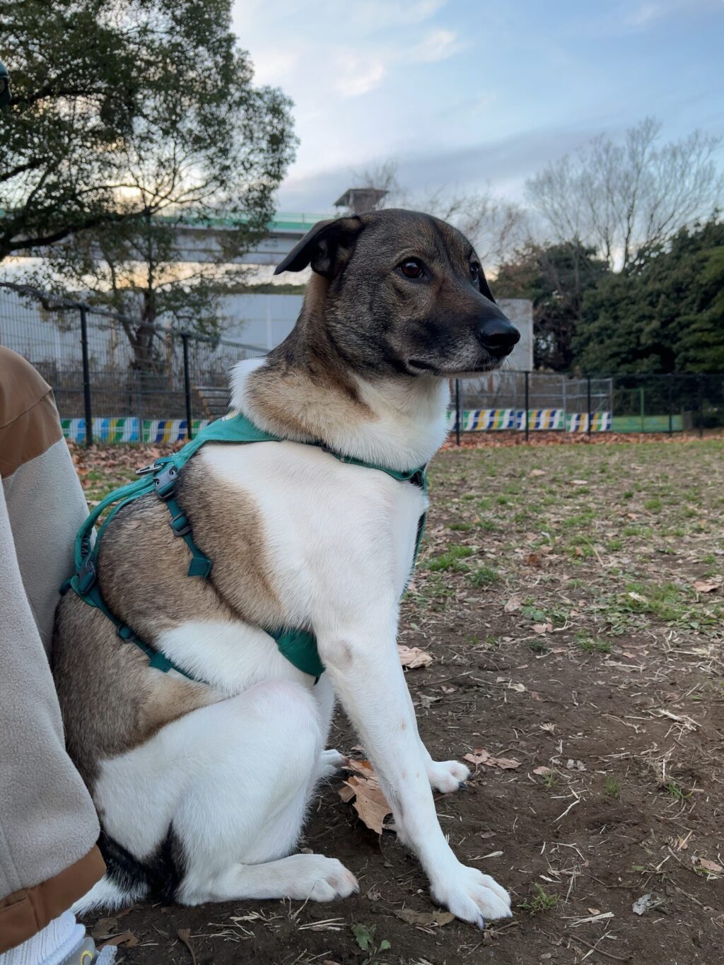 走らない | 犬と眼鏡