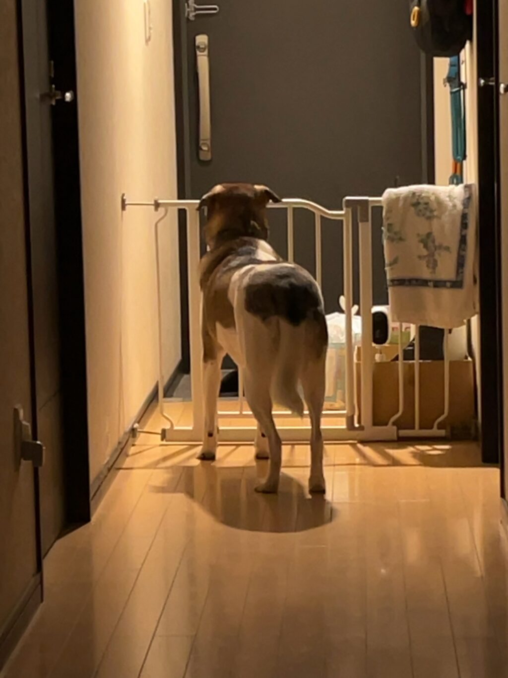 待ち構える | 犬と眼鏡