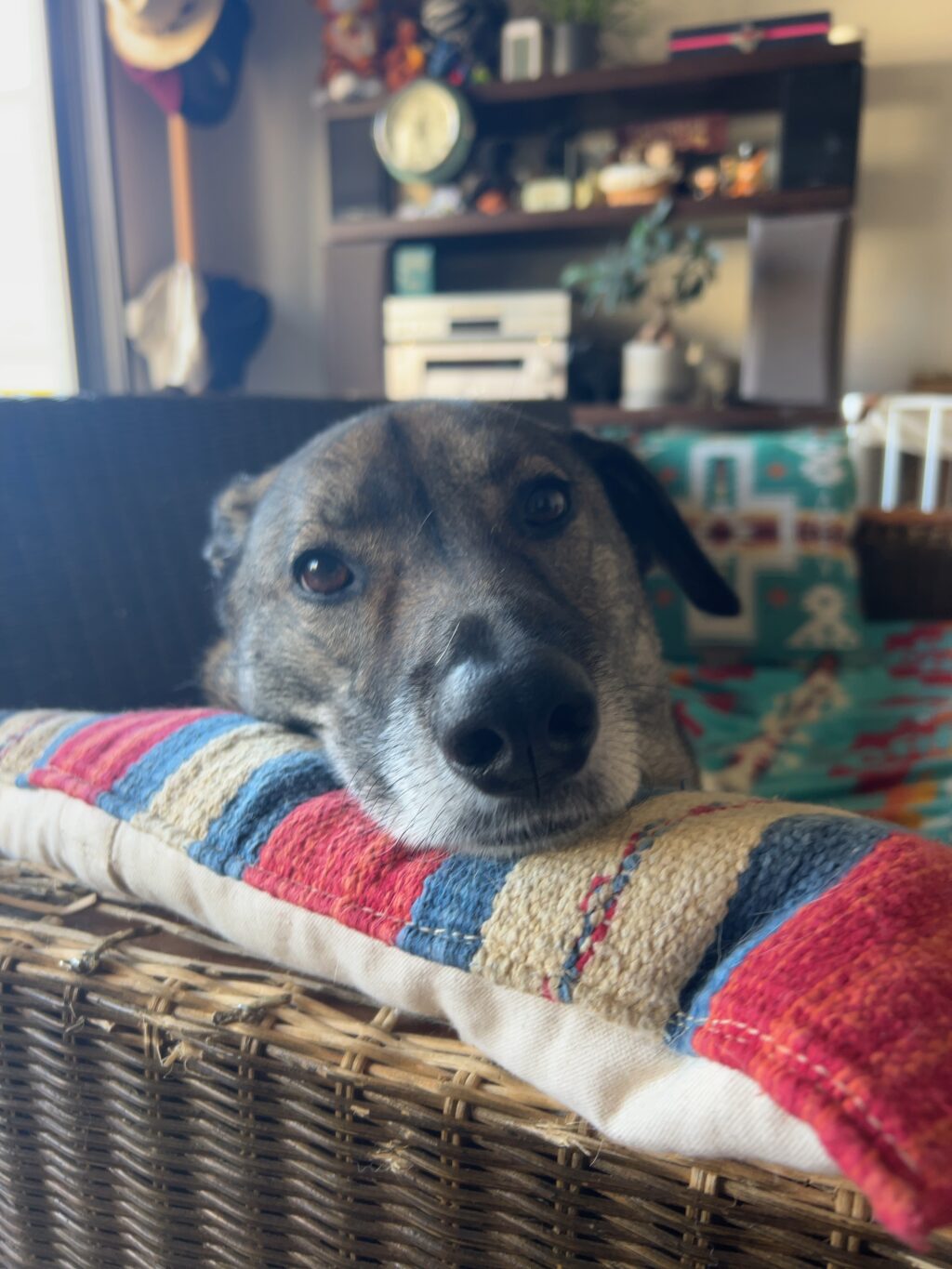 てんかんについて正しく知ってほしいこと | 犬と眼鏡